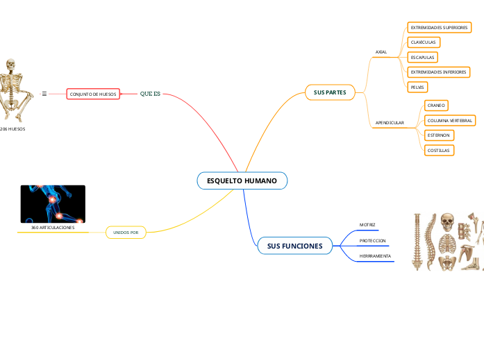 ESQUELTO HUMANO - Mind Map